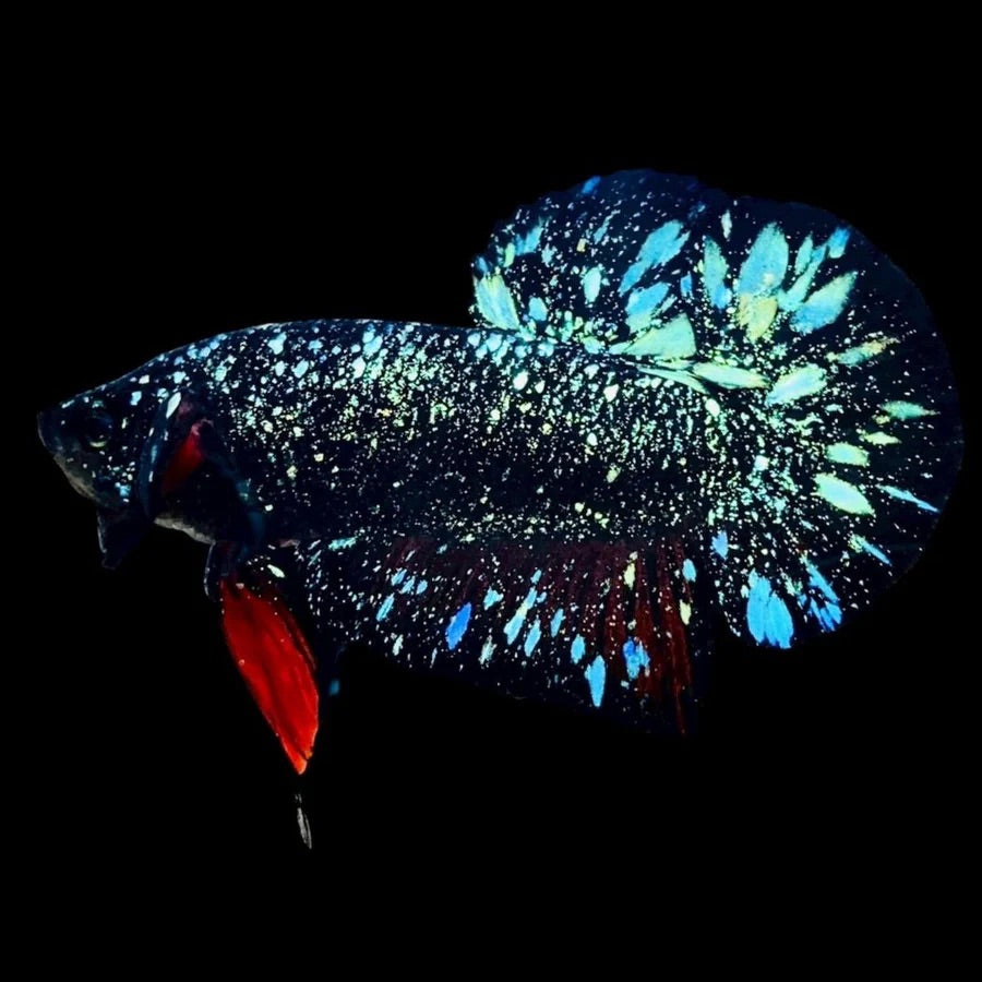 BettaElite UK | Buy UK Betta Fish Online For Sale - Rare & Exotic Fish