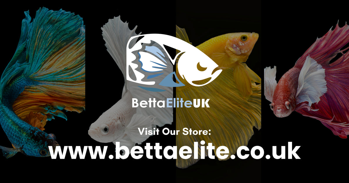 BettaElite UK | Buy UK Betta Fish Online For Sale - Rare & Exotic Fish